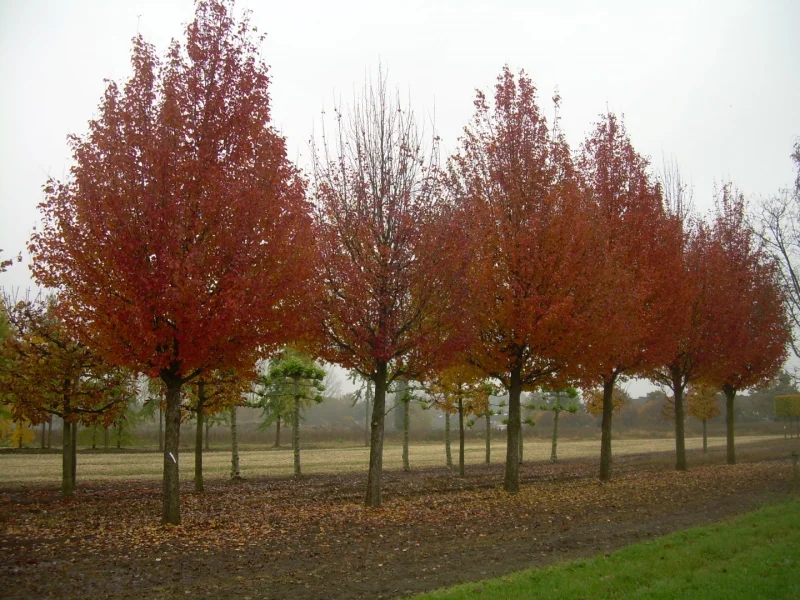 Pyrus communis subsp. caucasica | Common pear, Garden pear - Van den ...