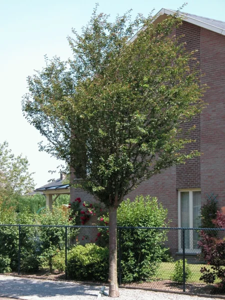 Prunus 'Pandora' | Prunus 'Pandora' - Van den Berk Nurseries