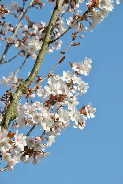 Prunus 'Spire' | Prunus 'Spire' - Van den Berk Nurseries
