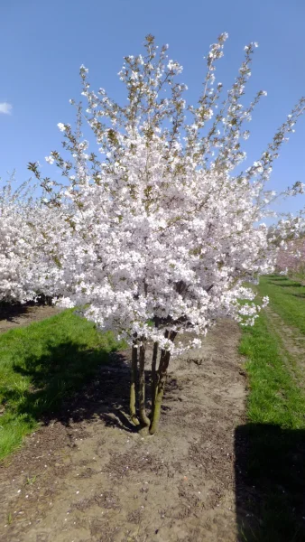 Prunus 'The Bride' | Prunus 'The Bride' - Van den Berk Nurseries
