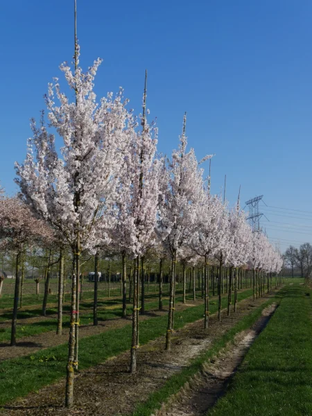 Prunus 'The Bride' | Prunus 'The Bride' - Van den Berk Nurseries