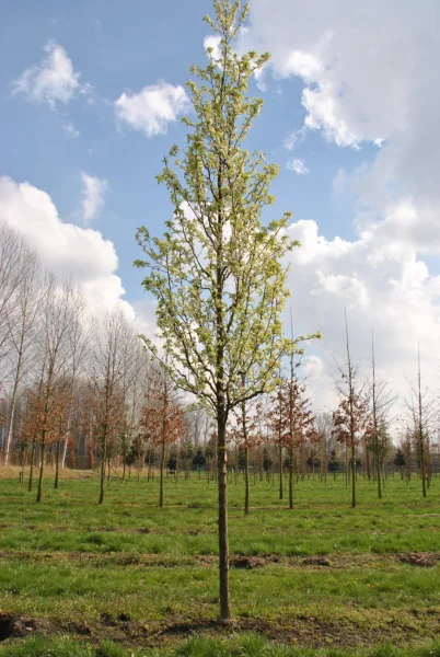 Pyrus calleryana 'Redspire' | Pyrus calleryana 'Redspire' - Van den ...