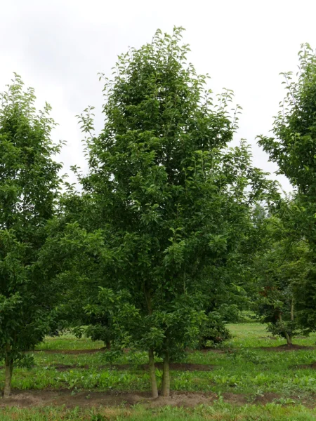 Pyrus calleryana 'Redspire' | Pyrus calleryana 'Redspire' - Van den ...