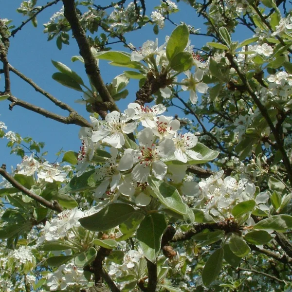 Pyrus nivalis | Snow pear - Van den Berk Nurseries