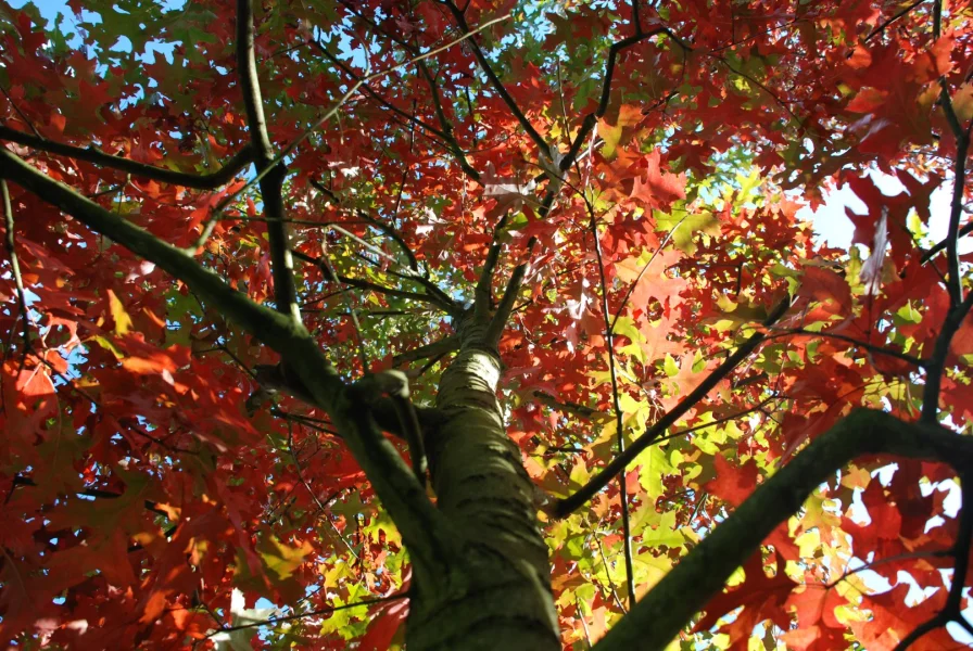 Quercus coccinea 'Splendens' | Quercus coccinea 'Splendens' - Van den ...