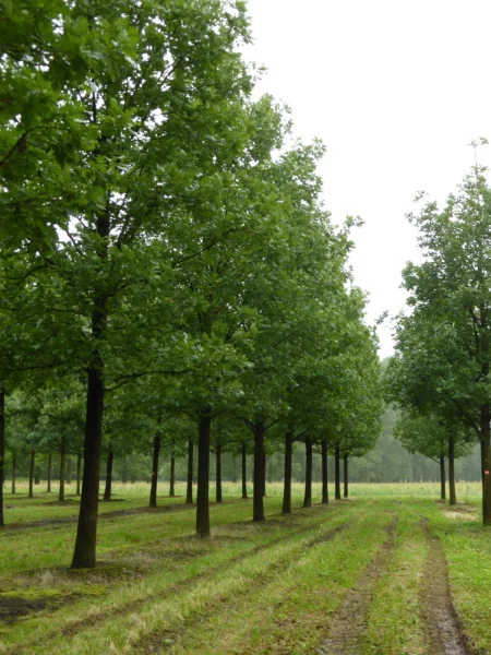 Quercus frainetto | Hungarian oak, Italian oak - Van den Berk Nurseries