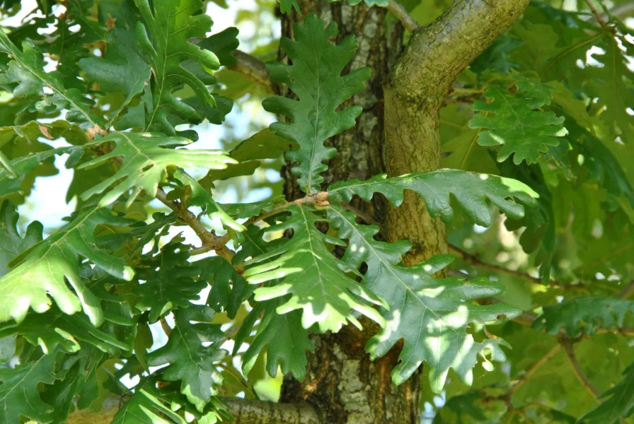 Quercus frainetto 'Trump' | Quercus frainetto 'Trump' - Van den Berk ...