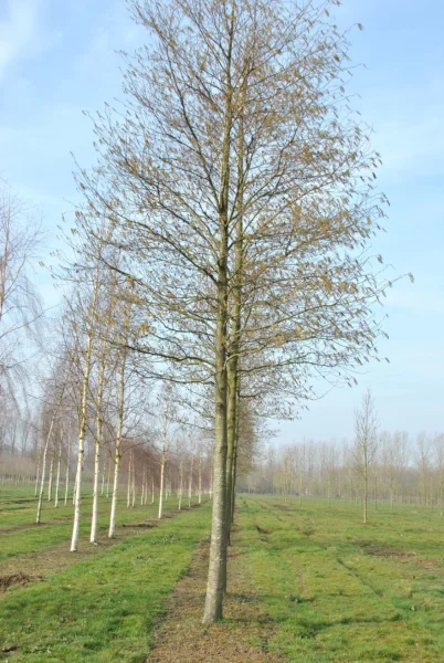 Alnus cordata | Italian alder - Van den Berk Nurseries