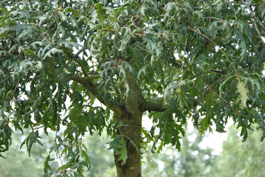 Quercus pyrenaica 'Pendula' | Pyrenean oak - Van den Berk Nurseries