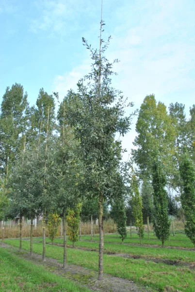 Quercus pyrenaica 'Pendula' | Pyrenean oak - Van den Berk Nurseries