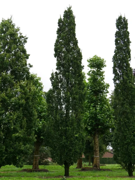 Quercus robur 'Fastigiata' | Cypress oak, Pyramid oak - Van den Berk ...