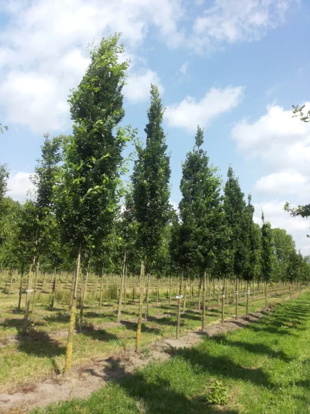 Quercus robur 'Fastigiate Koster' | Cypress oak, Pyramid oak - Van den ...
