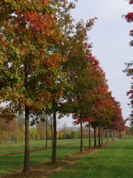 Quercus rubra | Red oak, Nothern Red oak - Van den Berk Nurseries