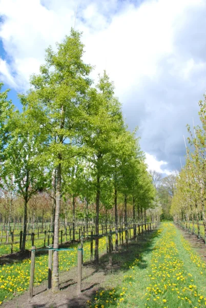 Alnus japonica | Alnus japonica - Van den Berk Nurseries