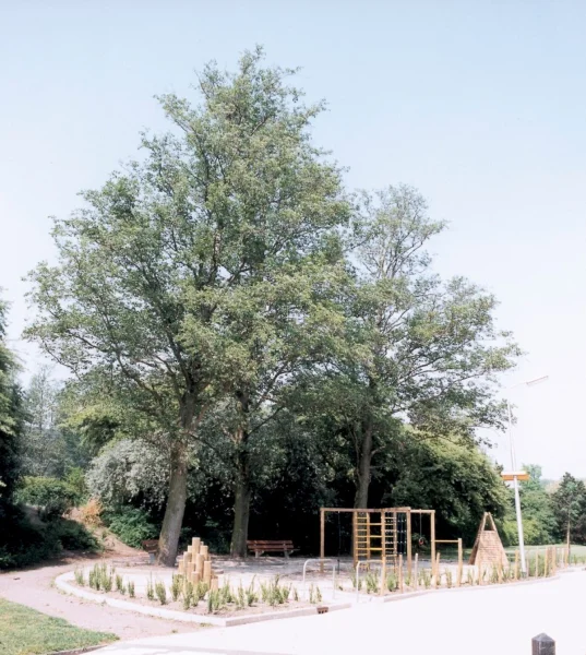 Alnus rubra | Red alder, Oregon alder - Van den Berk Nurseries