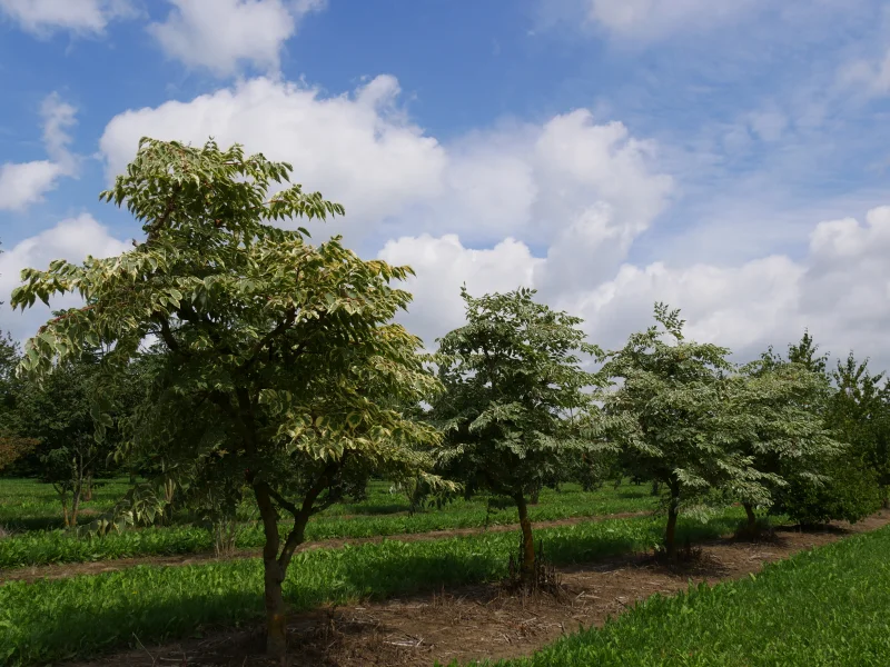Aralia elata 'Variegata' | Aralia elata 'Variegata' - Van den Berk ...