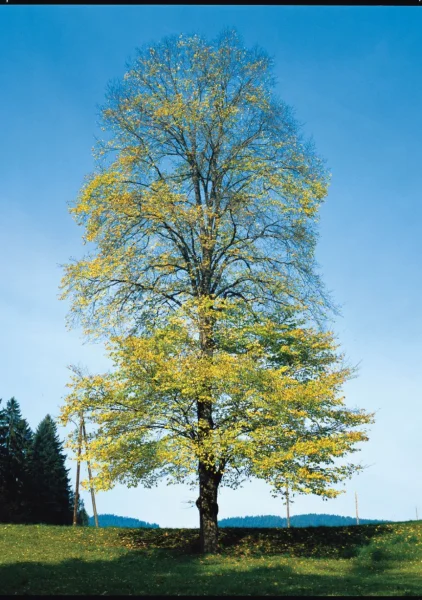 Ulmus glabra | Mountain elm, Wych elm, Scotch elm - Van den Berk Nurseries