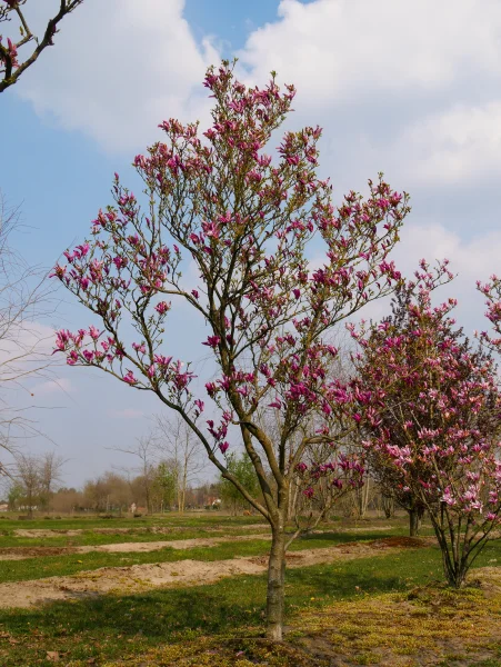 Magnolia 'Susan' | Magnolia 'Susan' - Van den Berk Nurseries