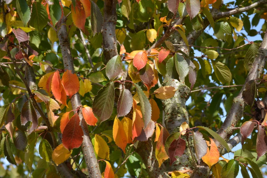 Prunus 'Pandora' | Prunus 'Pandora' - Van den Berk Nurseries