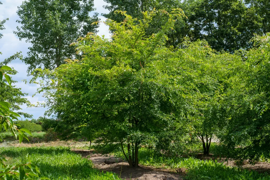 Ulmus parvifolia | Chinese elm, Lacebark elm - Van den Berk Nurseries
