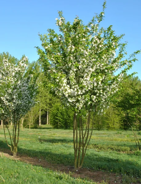 Multi-stem trees: a list of species and characteristics.