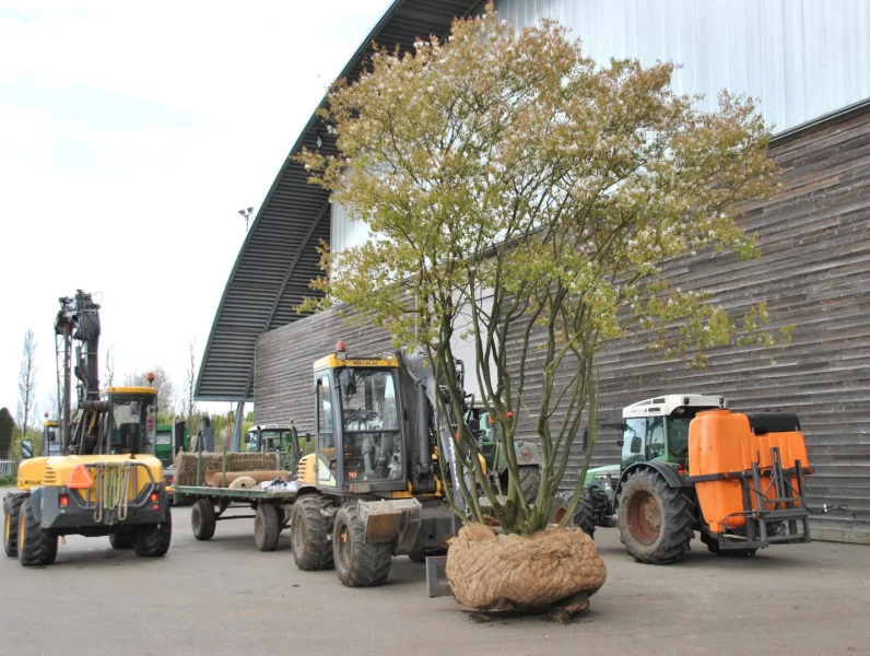 Multi-stem trees: a list of species and characteristics.