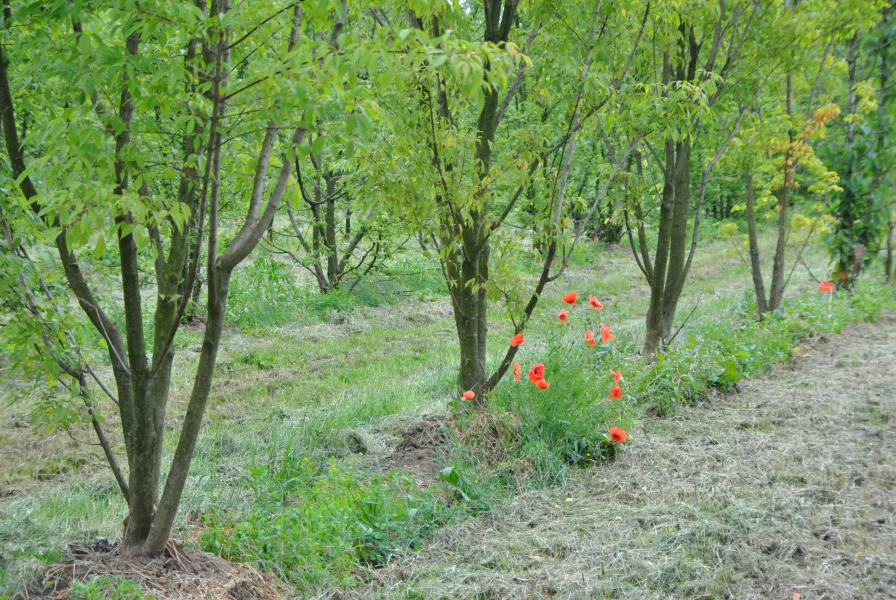 Nature regulates much crop protection itself