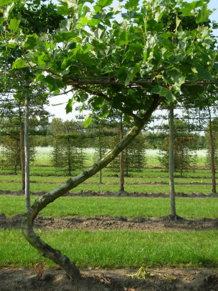 Shaped trees and espaliers: the solution where there is little space!