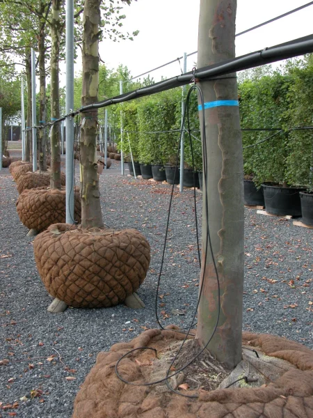 Planting trees in summer: see the options