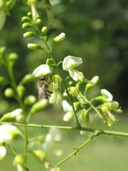 Trees for bees; the right honey plants for every project.