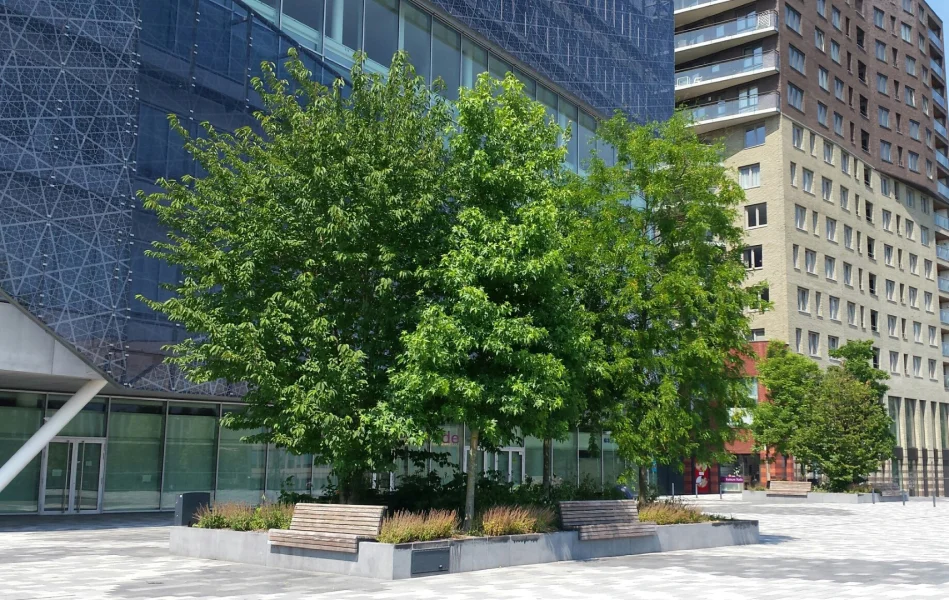 Trees in planters: the solution for temporary greenery in the city