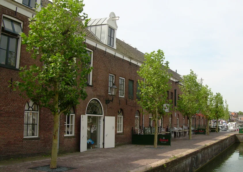 Which trees are suitable for avenues and wide streets?