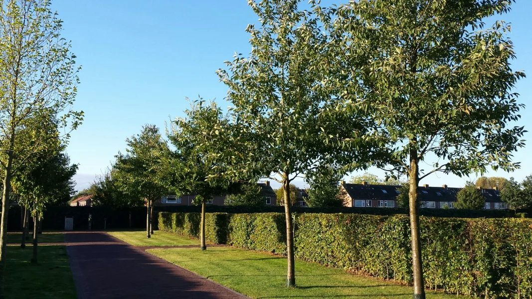 Trees in cemeteries.