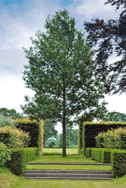 Trees in cemeteries.