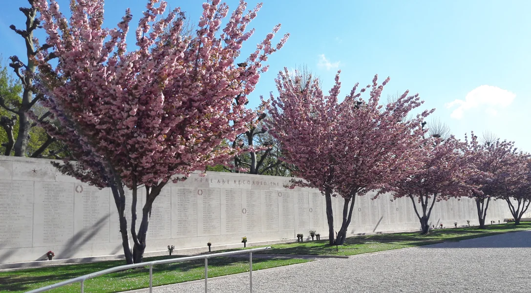 Trees in cemeteries.