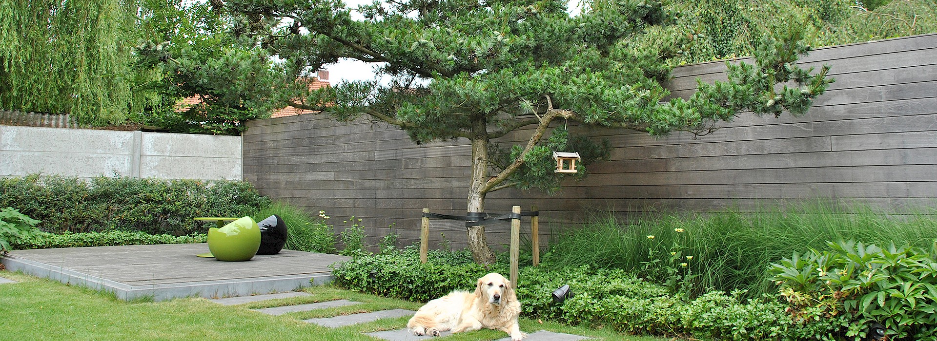 Amelanchier alnifolia 'Obelisk' | Amelanchier alnifolia 'Obelisk' - Van ...