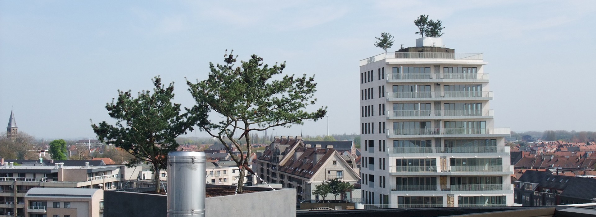 Cornus mas | Cornelian cherry - Van den Berk Nurseries