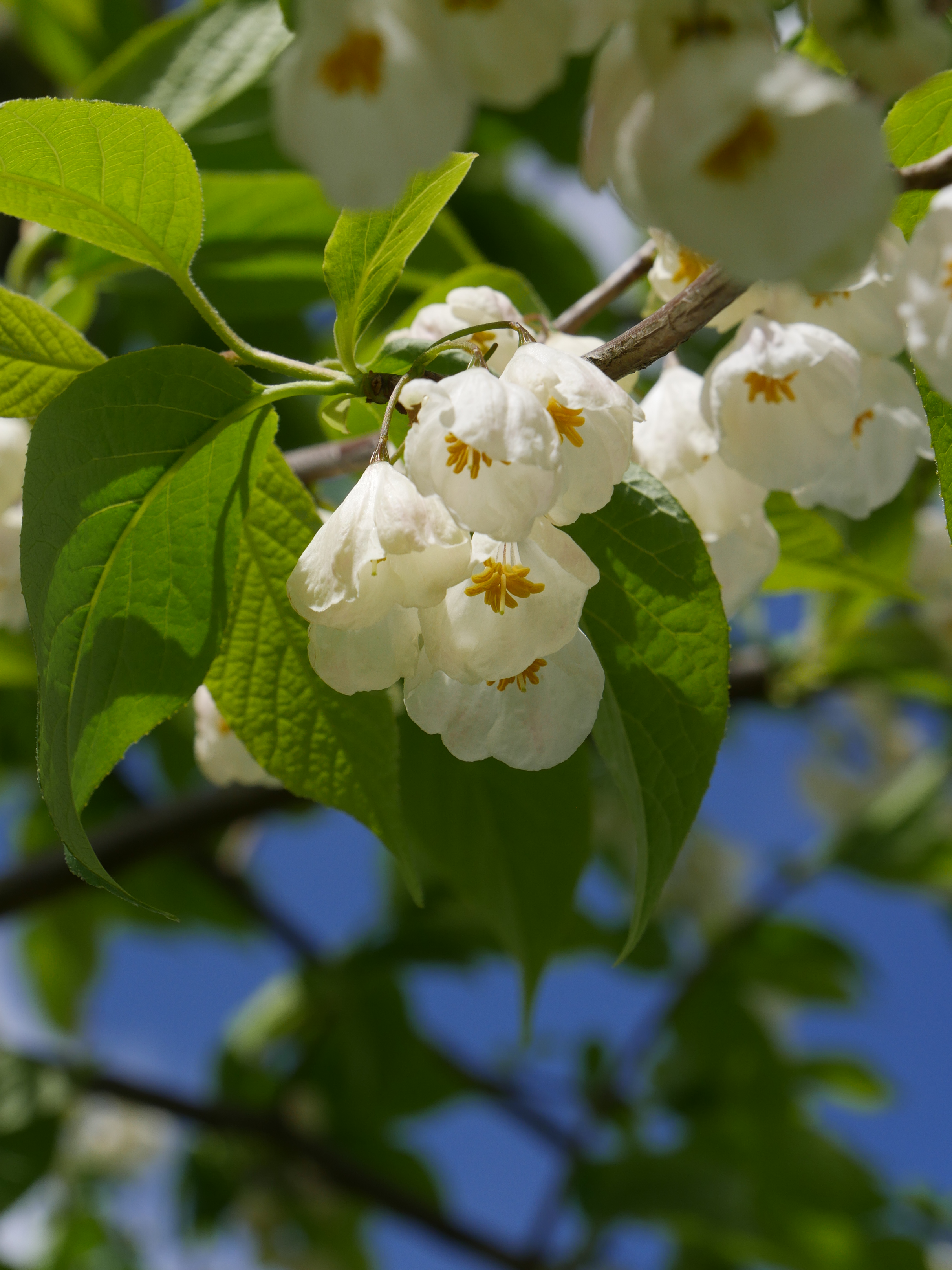 Halesia monticola | Mountain silver bell - Van den Berk Nurseries