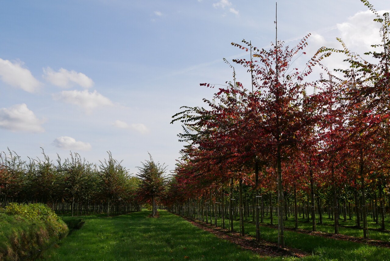 Ulmus 'Frontier' | Ulmus 'Frontier' - Van den Berk Nurseries