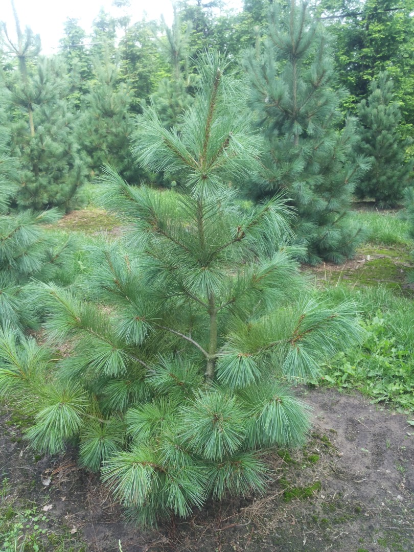 Pinus strobus | Van den Berk Nurseries
