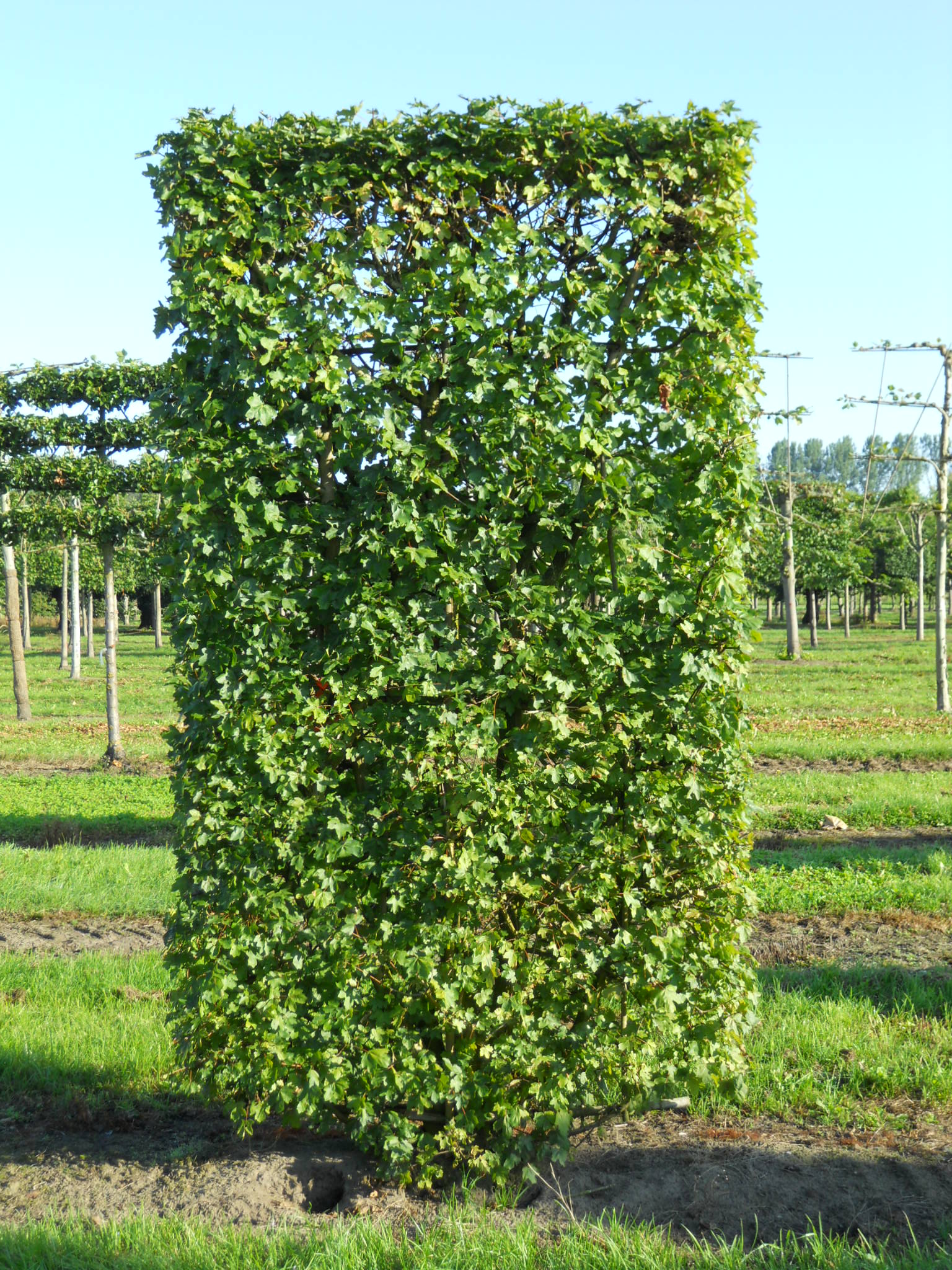 Acer campestre, Spaanse aak, Veldesdoorn kopen? | Van den Berk ...