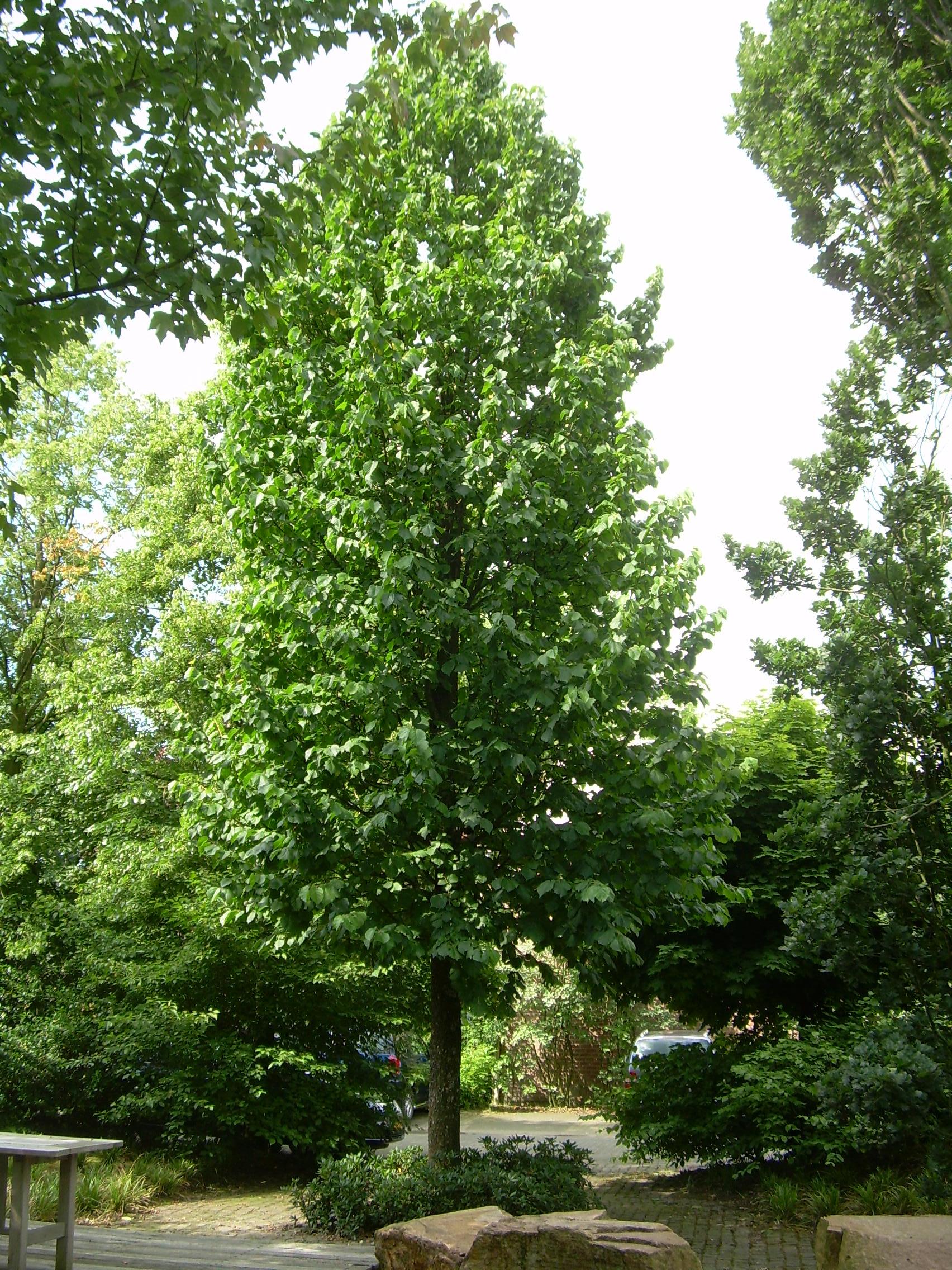 Corylus colurna 'VDB Obelisk' | Van den Berk Nurseries