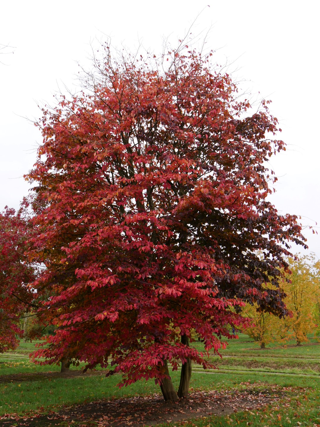 Parrotia persica | Van den Berk Nurseries
