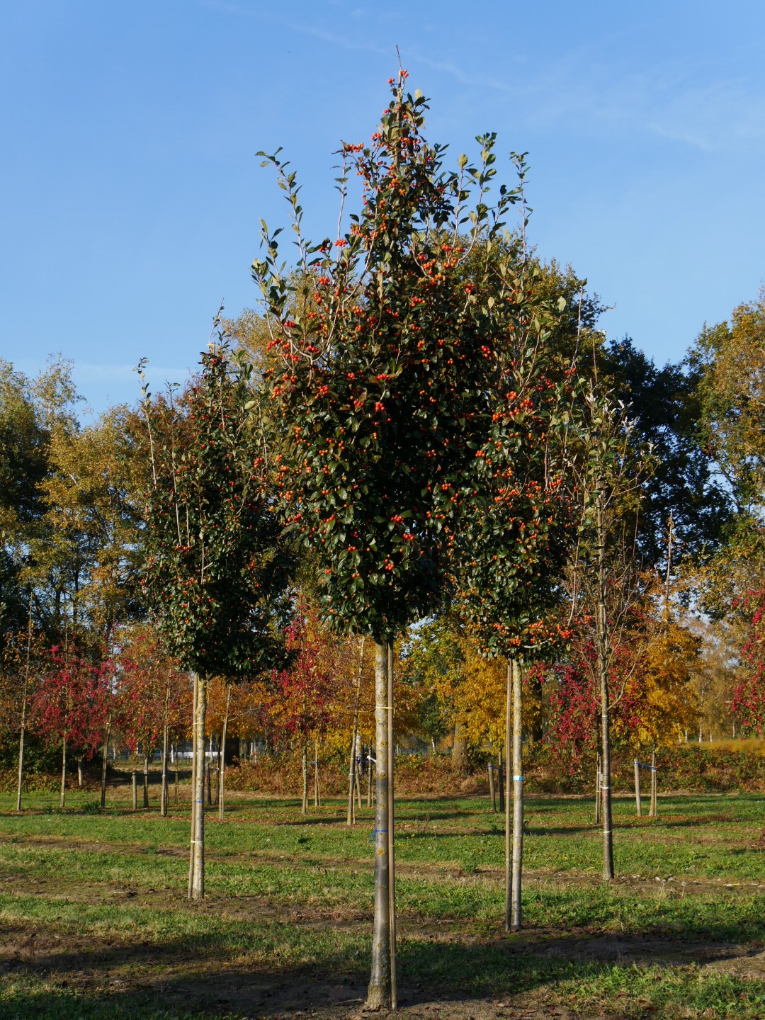 Sorbus aria 'Magnifica' | Van den Berk Nurseries